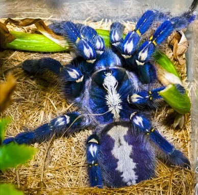 Top 20: As aranhas mais estranhas e bonitas do mundo ~ Biólogo Esperto