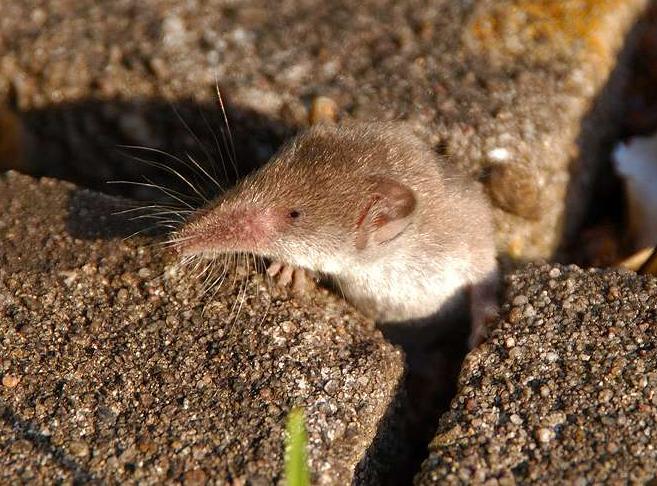 Imágenes del mundo animal: Musaraña