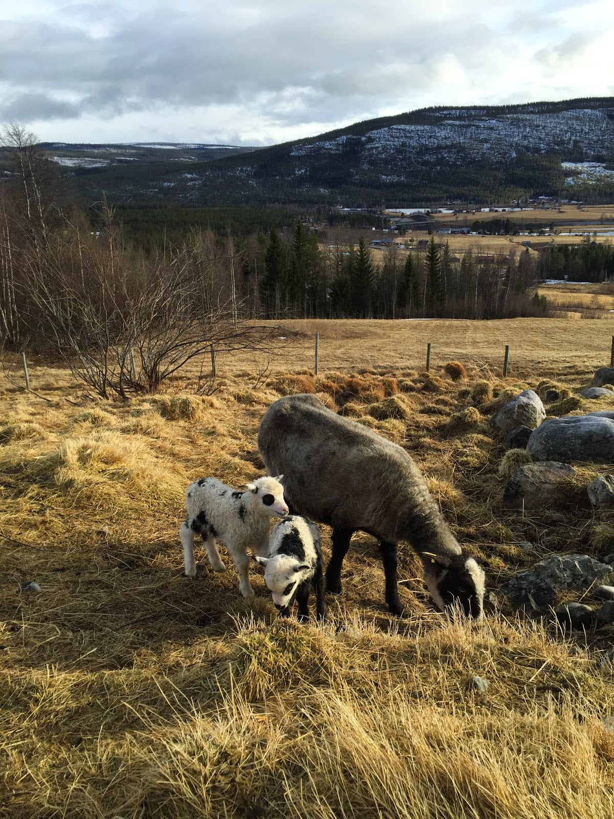 Lykkesau - Om sau, ull og livskvalitet