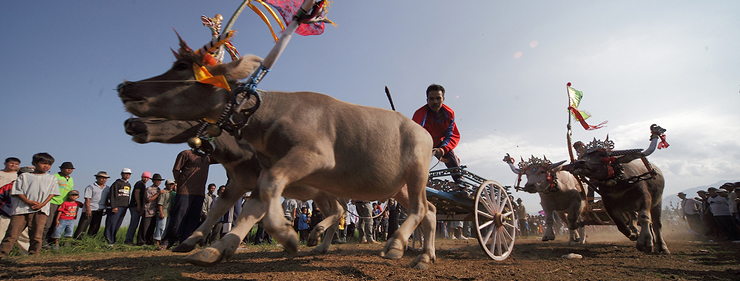 Upacara Mekepung dan Turunnya Populasi Kerbau di Bali, Sebuah Ironi ...