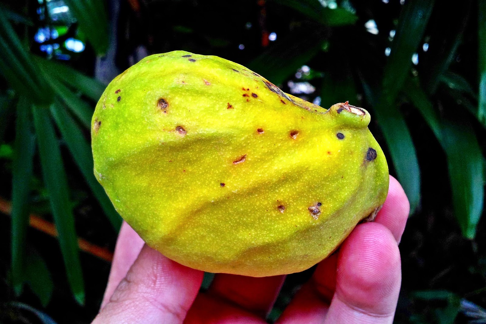 Bali Stashh...: Bali Fields Forevah (Lekad: Teba, Insight: Dura Negara)