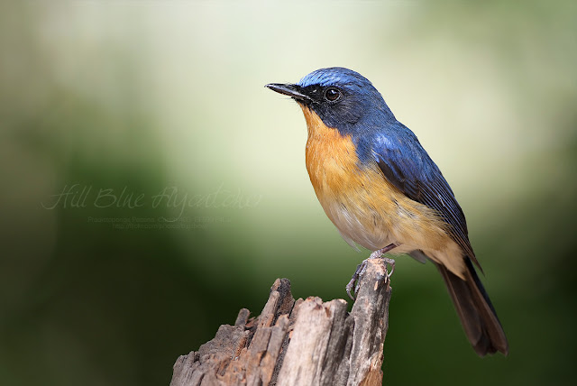 MENGENAL BURUNG TLEDEKAN GUNUNG | Tips Petani