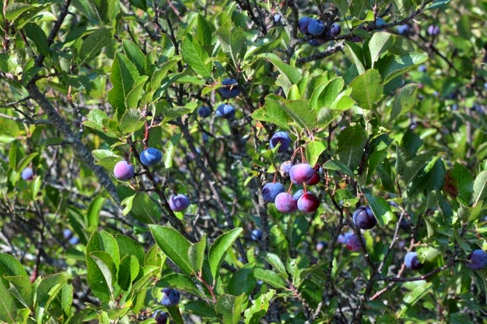 Summer Wallpaper Beach Plum Tree