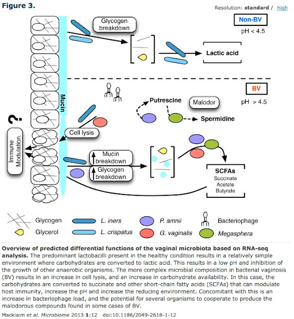 Gloor lab musings: Metabolic markers of the vaginal microbiome
