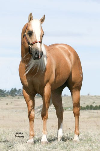 Stallions at Prairie Wind Ranch