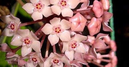 Fazza Hoya - Hoya Indonesia: 39. Hoya Polystchya – Bunga Hoya Indonesia