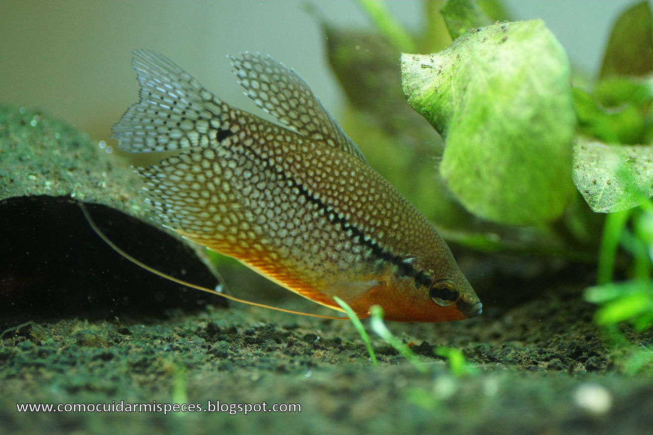Ficha del Gurami Perla - Trichogaster Leerii