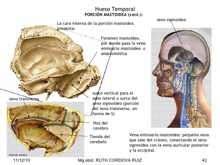 ANATOMÍA HUMANA: julio 2018