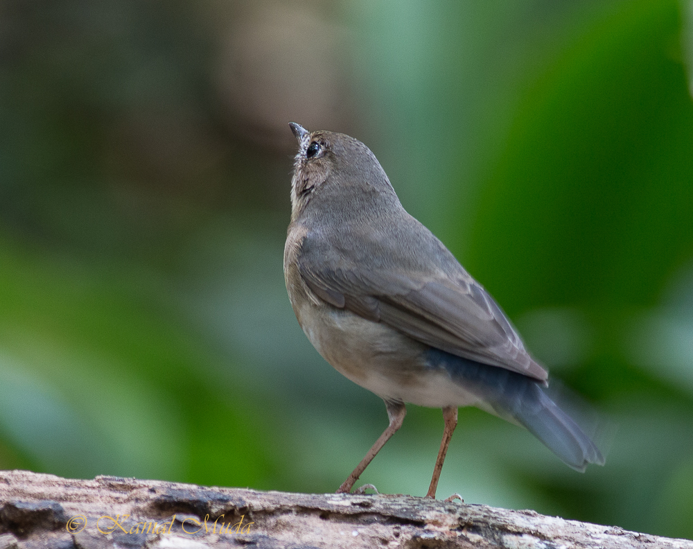 SOUTH EAST ASIA BIRDS - Malaysia birds paradise: female siberian blue robin