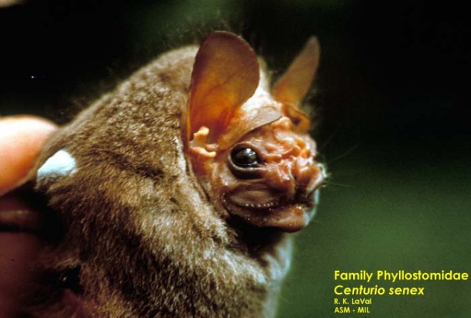 Bats are not bugs: Belize bats