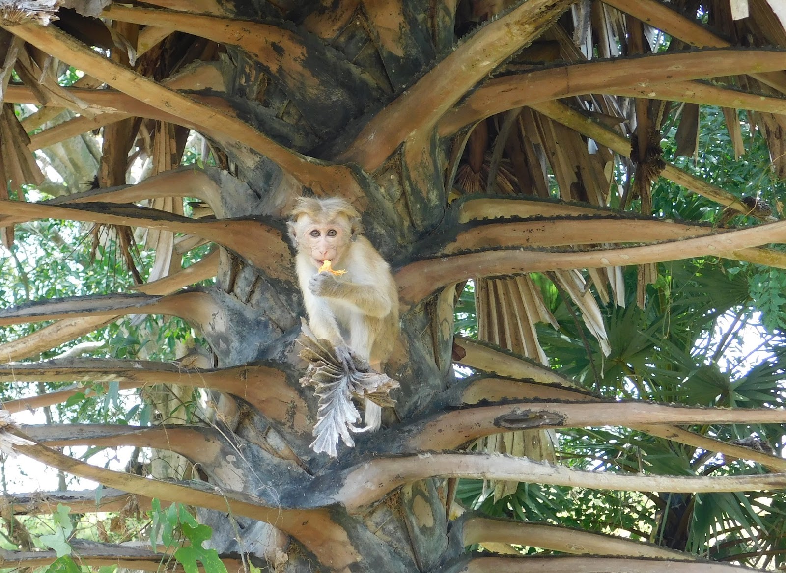 Occasional travel diary of an aging Englishman