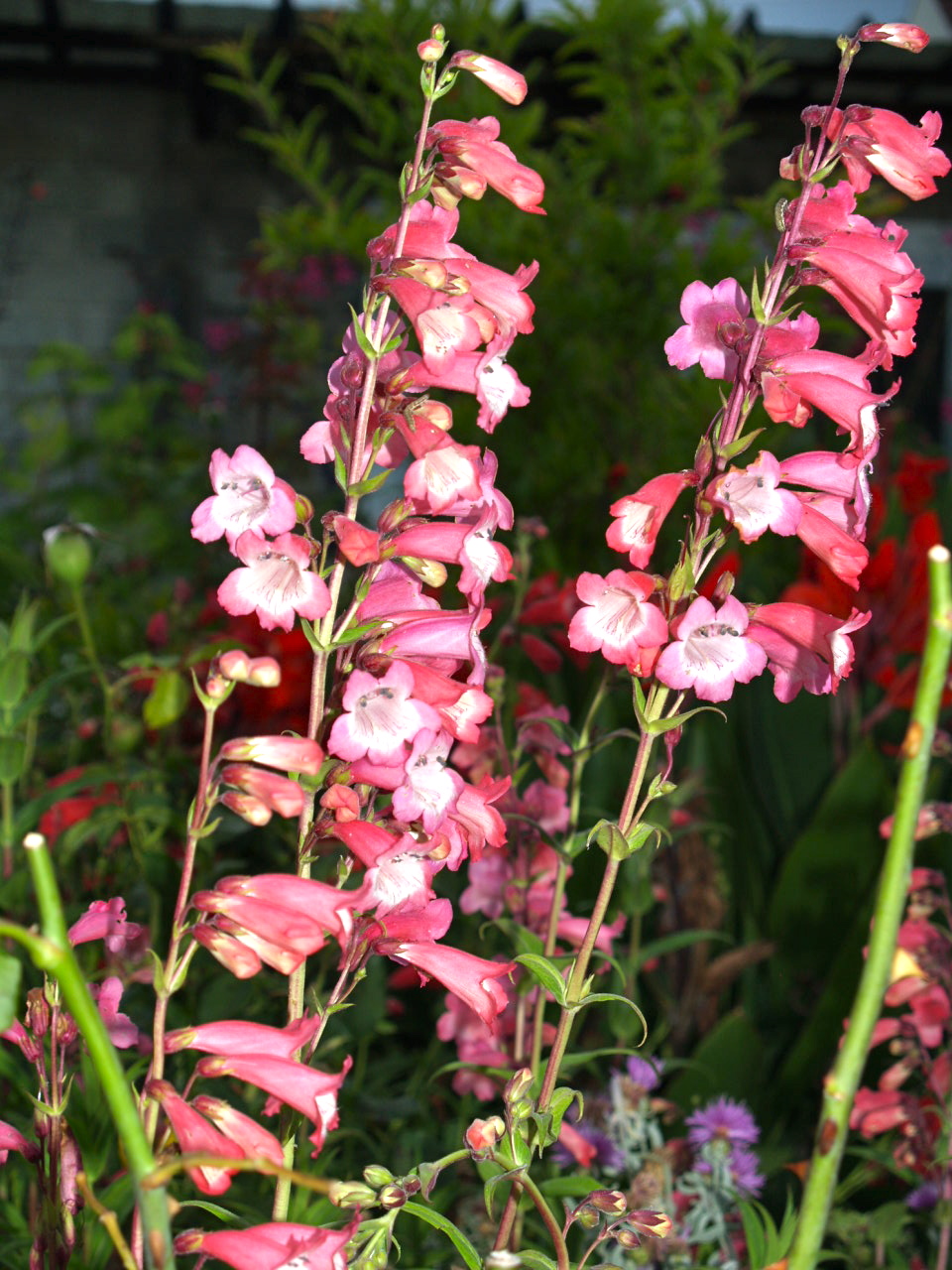 Florez Nursery: Penstemon 'Pink Cloud'