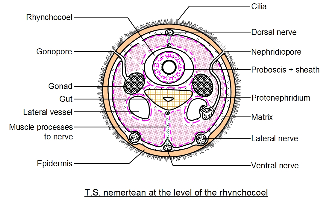 Info animales: PHYLUM NEMERTEA O RHYNCHOCOELA