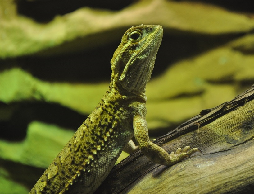 ZOOTOGRAFIANDO (6.100 ANIMALS): DRAGÓN DE LAWSON / DWARF BEARDED DRAGON ...