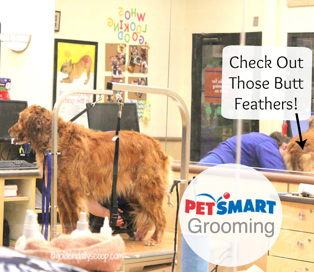 A #PetSmartGrooming Spring Makeover #sponsored