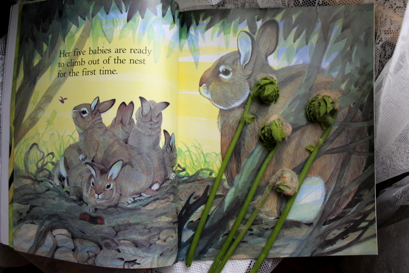 Books and Umbrellas: Rabbits & Raindrops by Jim Arnosky