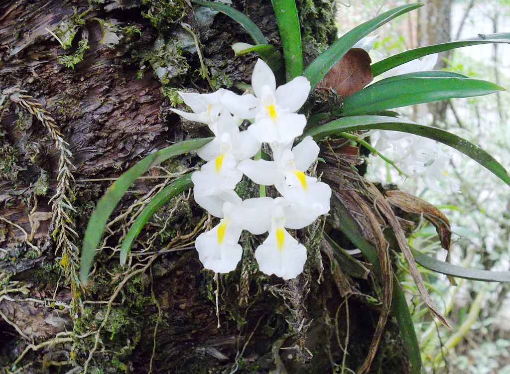 Rodriguezia bracteata care and culture | Travaldo's blog