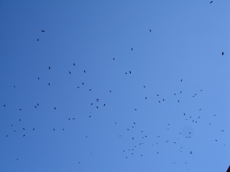 Blue Starr Gallery: A Crow Gathering