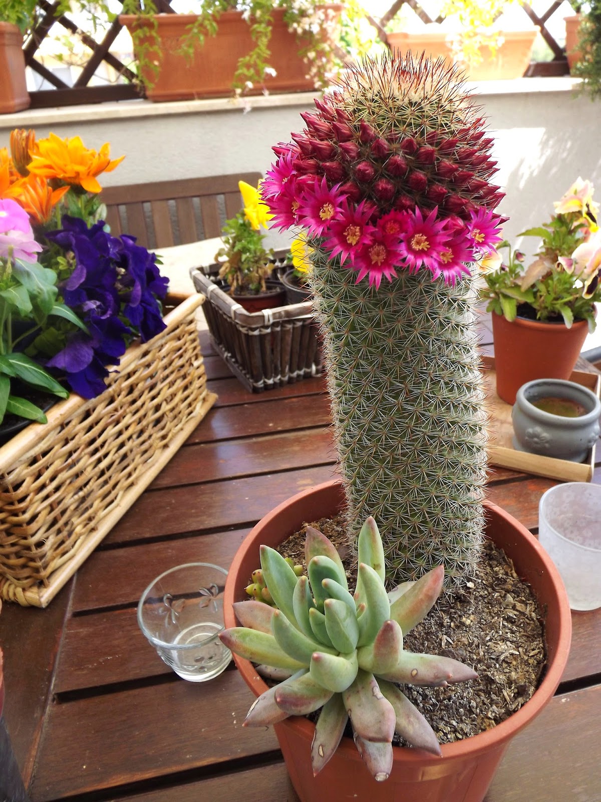 Un vergel en la ciudad: El encanto de un cactus recuperado