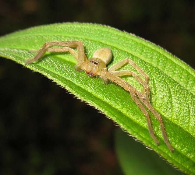 Photos and Info on Ants and Termites of Malaysia: Tropical Rainforest ...