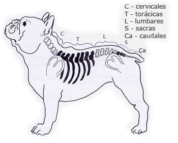 Aparato locomotor de caninos.