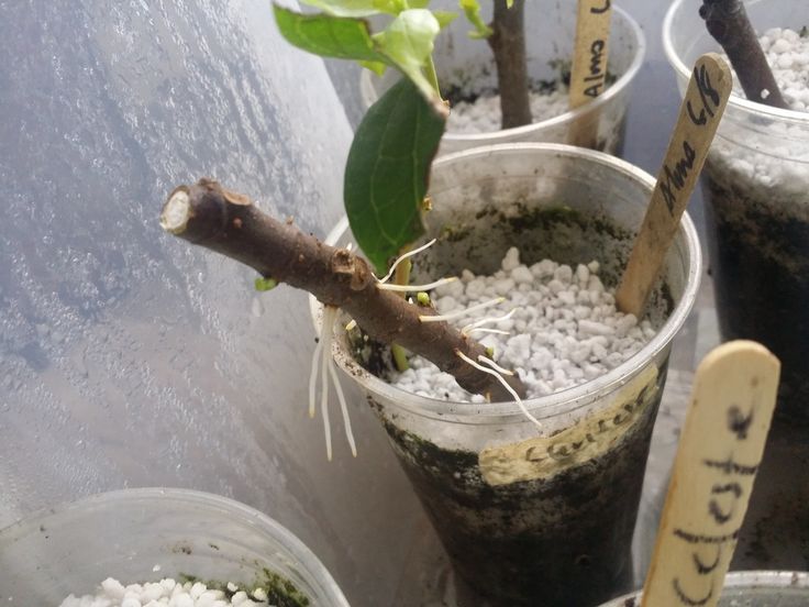 Seattle Garden & Fruit Adventures: My 2017 Rooting Method - How to Root ...