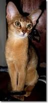 Encyclopedia of Cats Breed: Ruddy Abyssinian Cat | Tawny or Usual