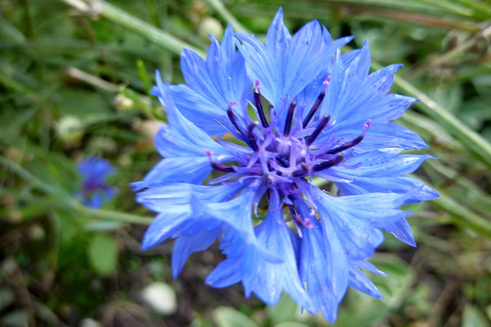 Beauty Of Flowers: Bachelor,s Button