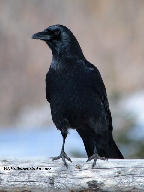 B N Sullivan Photography: Common Raven (Corvus corax)