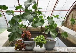 Menanam Anggur dalam Pot - Tabulampot Anggur - Panduan & Cara Bertanam