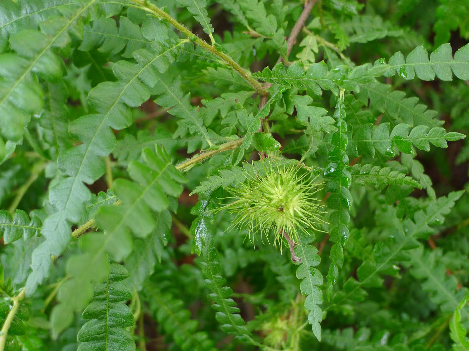 Hamptons Garden: Sweet Fern, It's Actually Neither