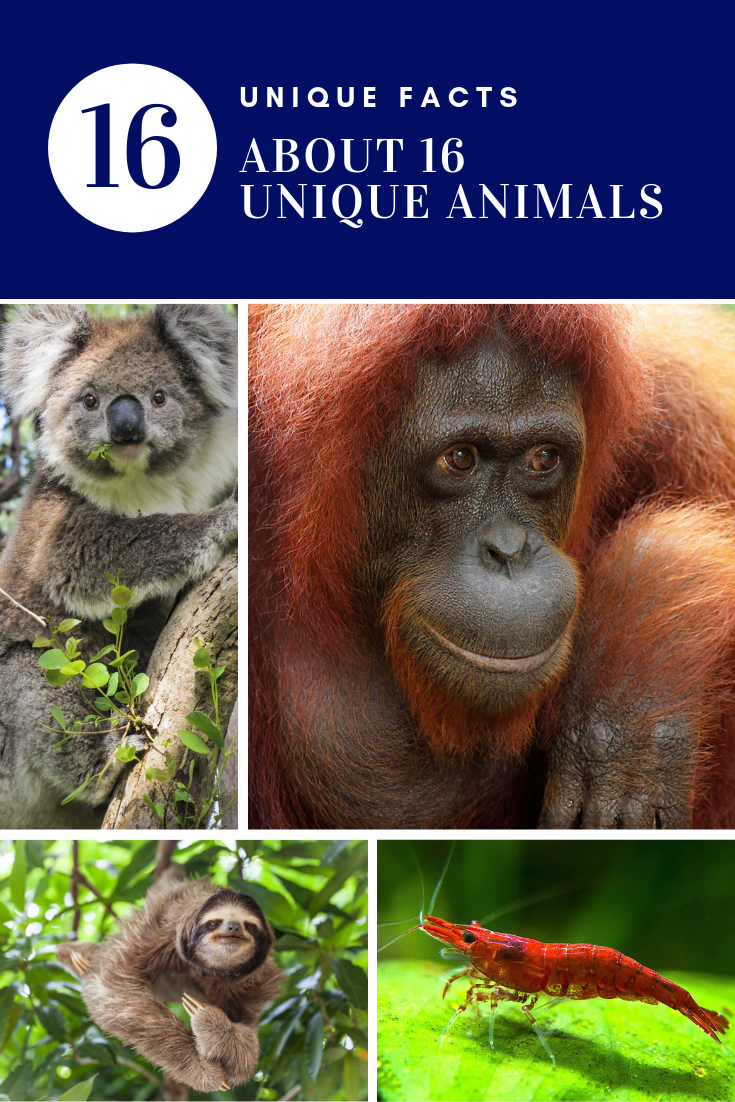 16 Unique Facts About 16 Unique Animals | Amazing WTF Facts