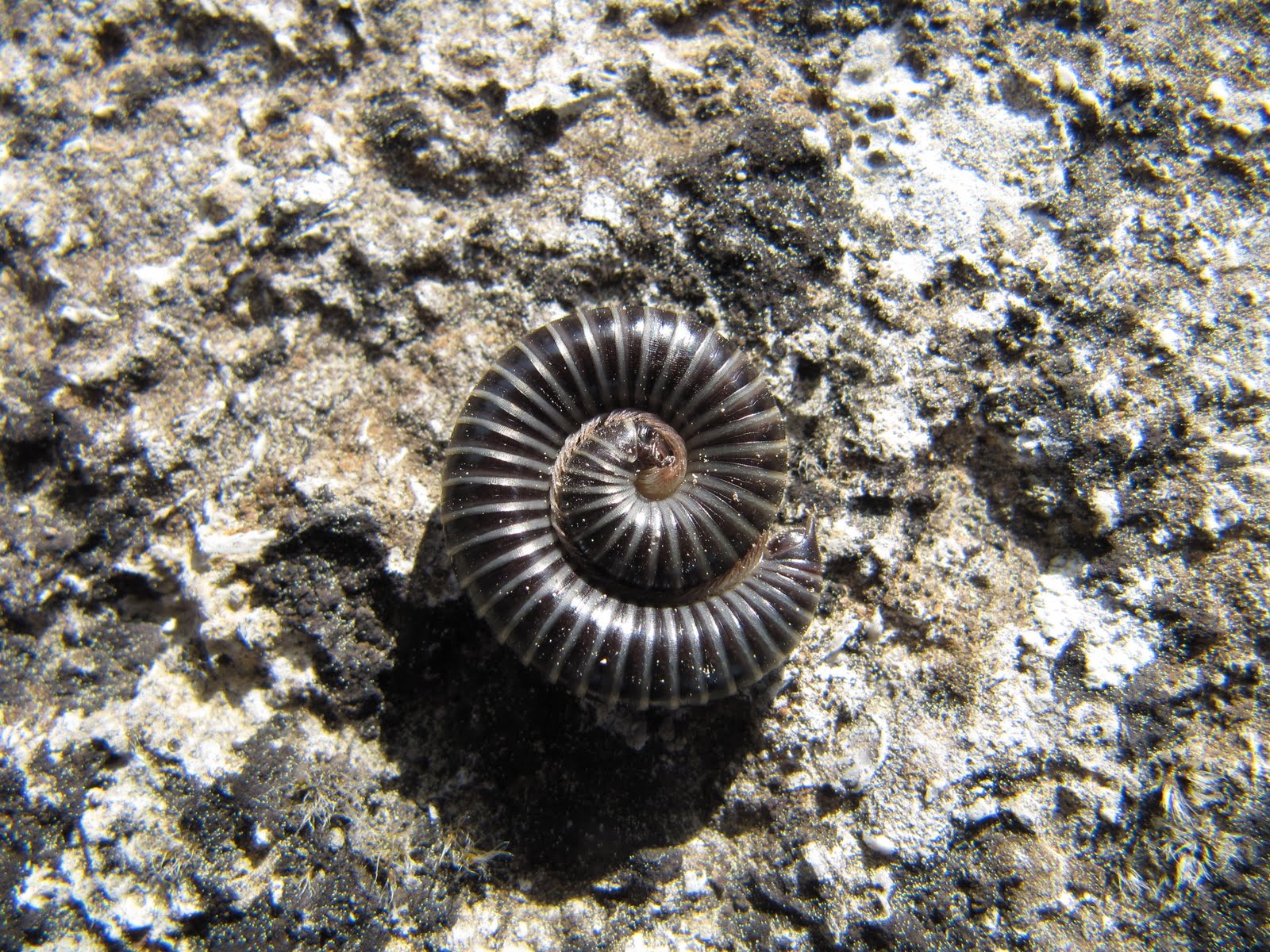 Les mystères de la faune et flore méditerranéenne: L’iule noir ...