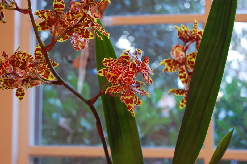 The Indoor Garden: Wildcat orchid---Oncidium lanceanum x wildcat