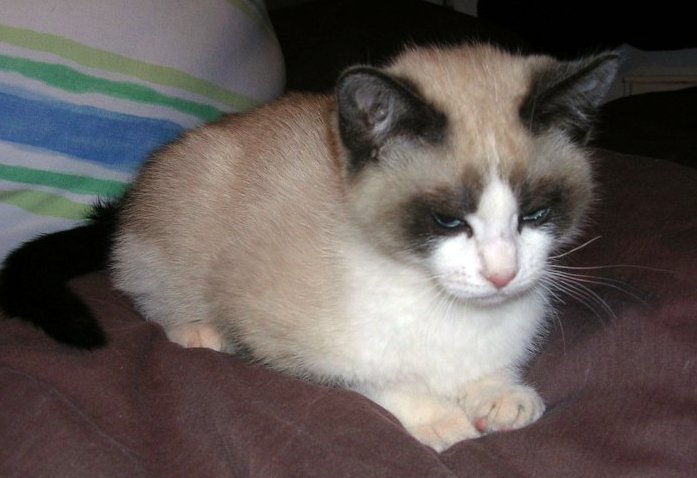 Snowshoe Siamese - Information Regarding The Snowshoe Cat - 2016 ...