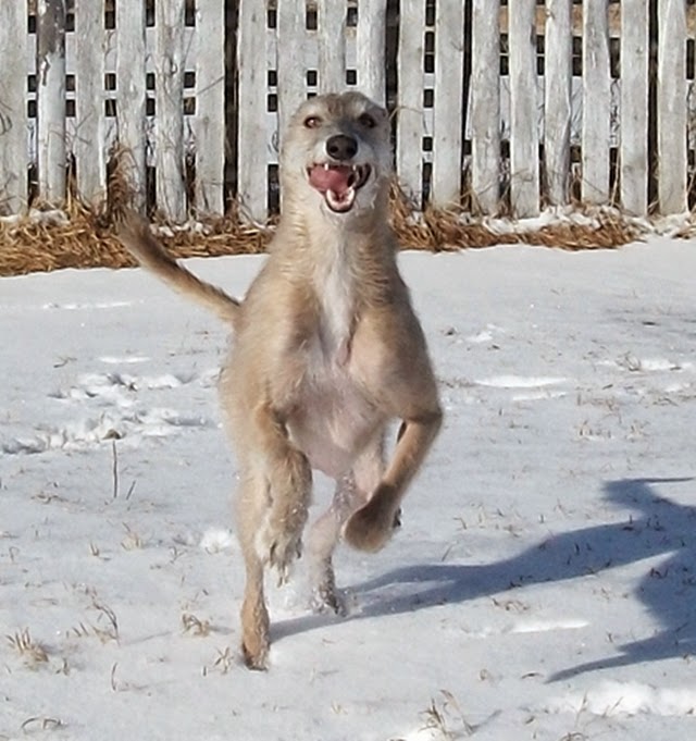 Irish Wolfhounds~Borzoi~Greyhounds~Rescue Dogs: Regal - Irish Wolfhound ...