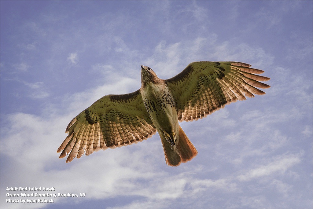The City Birder: Three Generations of Hawks