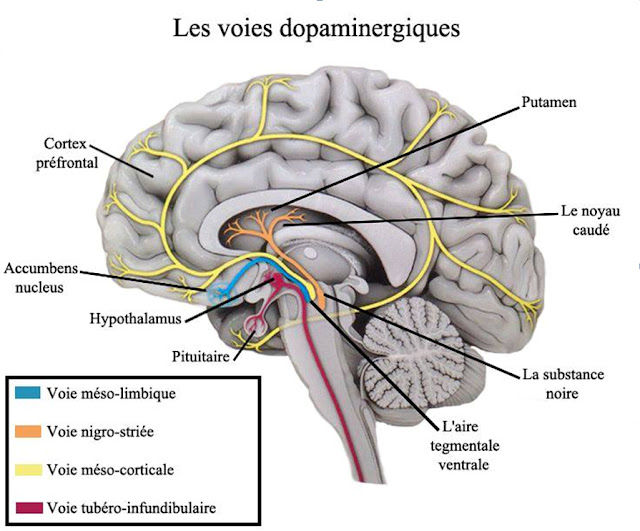 Les voies dopaminergiques