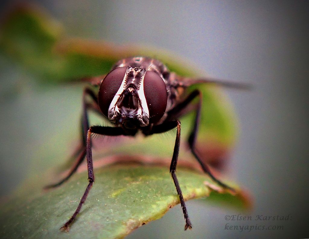 Elsen Karstad's 'Pic-A-Day Kenya': Fly Head-On Macro Photo