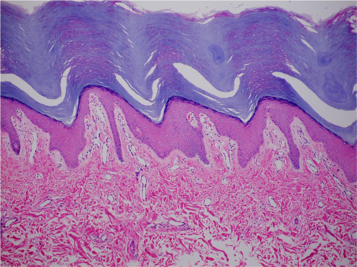 La piel: Histologia de la piel