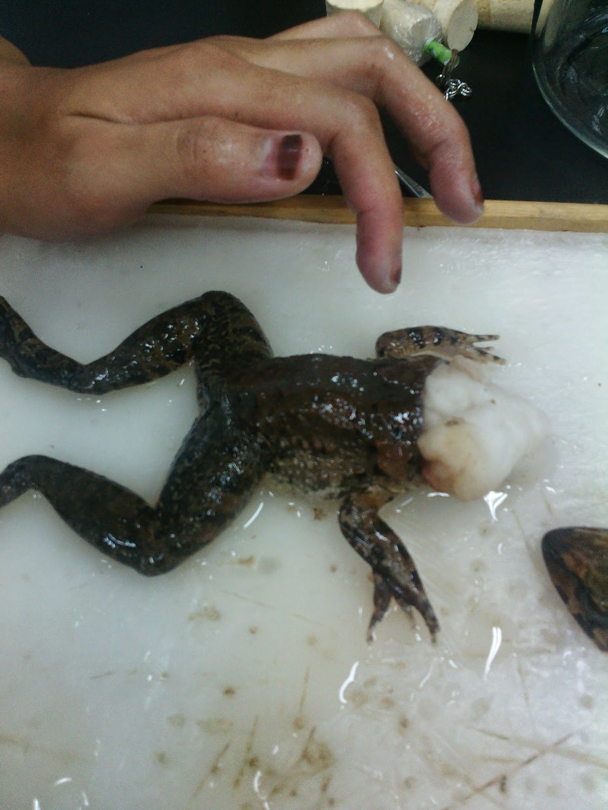 Praktikum Fisiologi Hewan Kelompok 4 3B: SISTEM SARAF PADA KATAK SAWAH ...