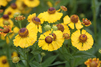 Gardening tips and good plants: Good plant #40 - Helenium 'The Bishop'