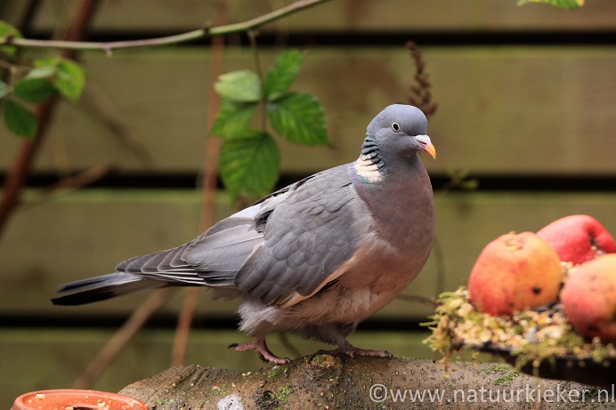 De Houtduiven zijn in lentestemming
