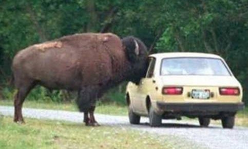 Zoo Animals: Funny Buffalo Images