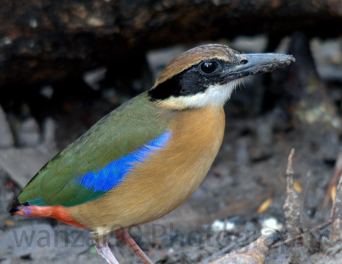 wanzai99 PHOTOGRAPHY: Burung Pacat Bakau