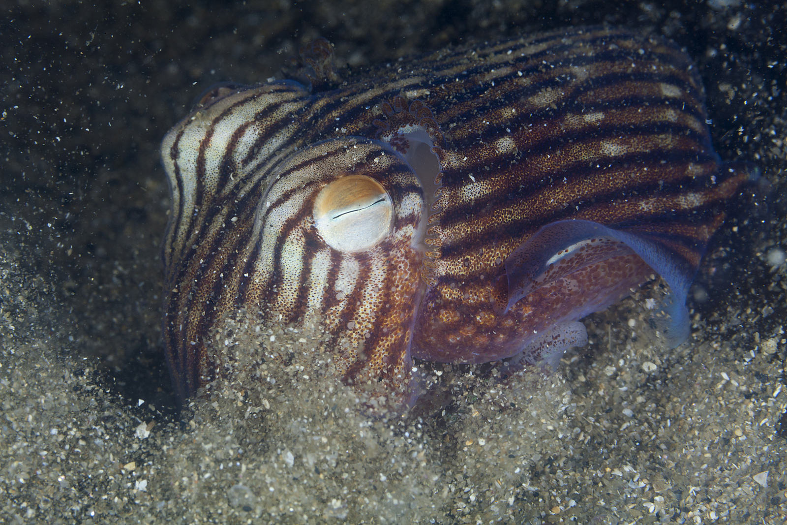 Real Monstrosities: Pyjama Striped Squid