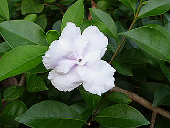 Kiss Me Quick for Bono Odora | SL Flora