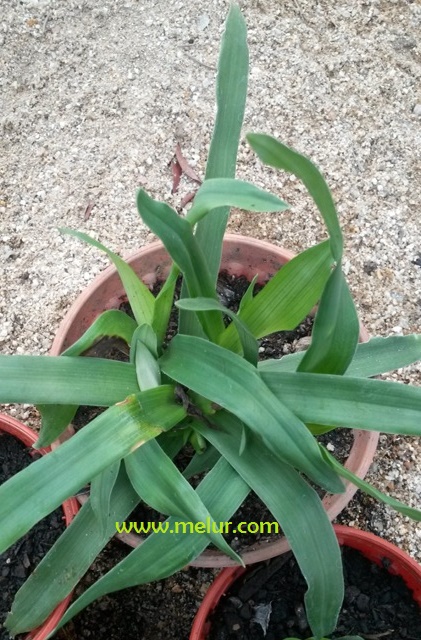 Nurseri Melur.com: 2018