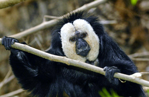 ஜ۩۞۩ஜ Azulestrellla ஜ۩۞۩ஜ: Imágenes de grandes Simios