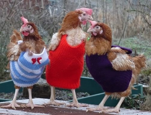The Official PoultryBookstore.com Blog: Chicken Sweaters